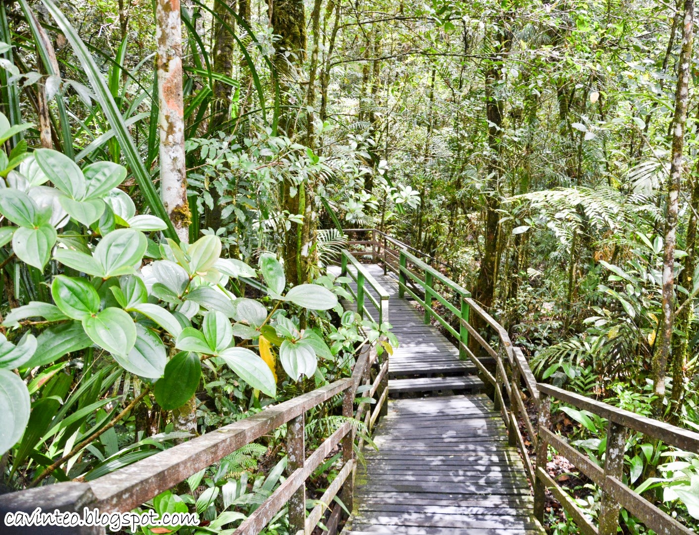 Entree Kibbles: Botanical Garden (Part of Kinabalu Park and Poring Hot ...